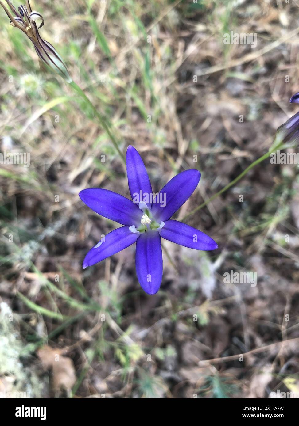 harvest brodiaea (Brodiaea elegans) Plantae Stock Photo - Alamy