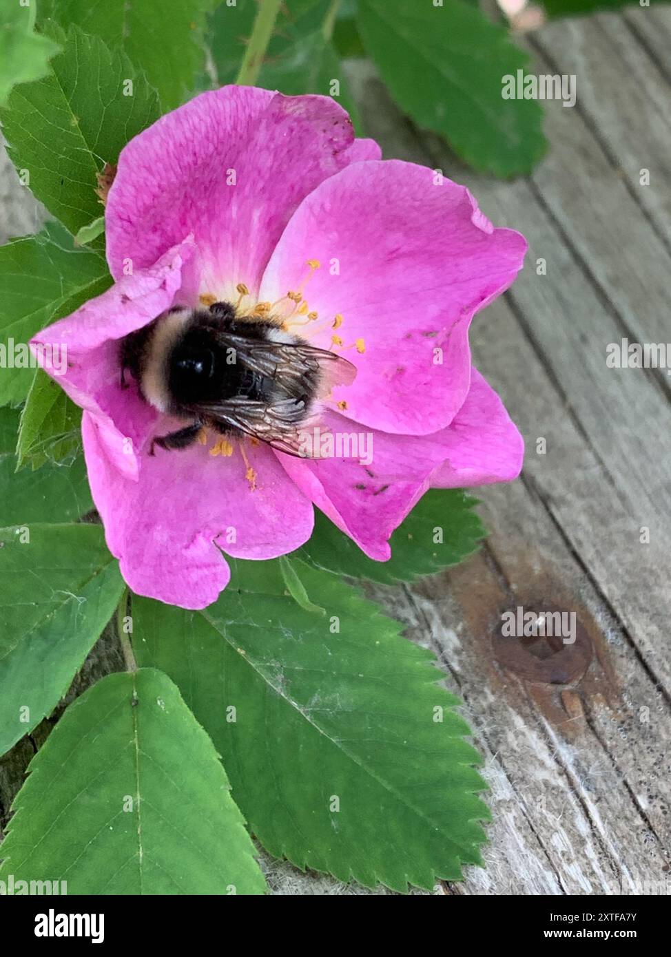 Cryptic Bumble Bee (Bombus cryptarum) Insecta Stock Photo - Alamy