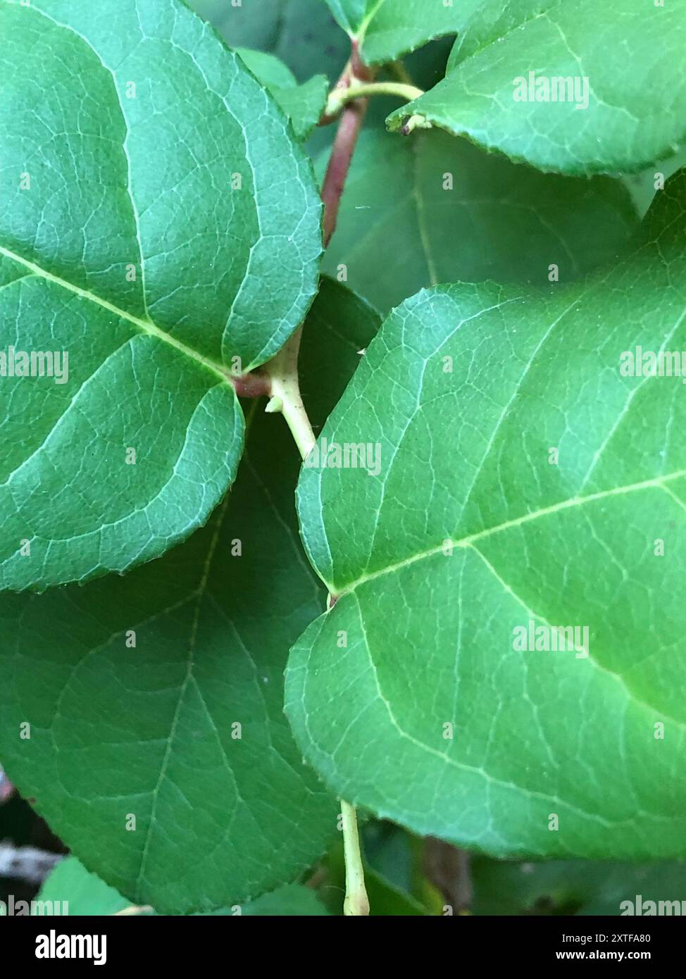 salal (Gaultheria shallon) Plantae Stock Photo - Alamy