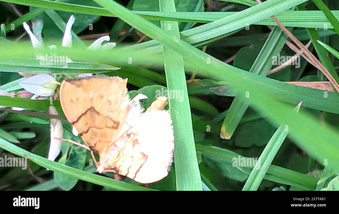 The Spinach (Eulithis mellinata) Insecta Stock Photo - Alamy