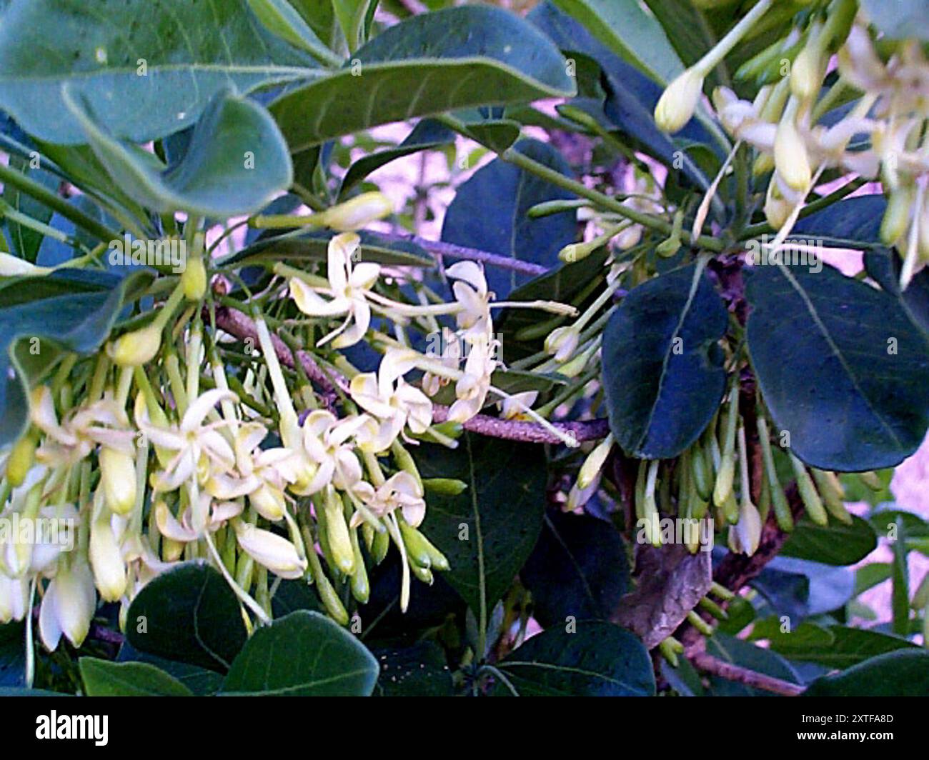Common Bride's Bush (Pavetta gardeniifolia) Plantae Stock Photo - Alamy