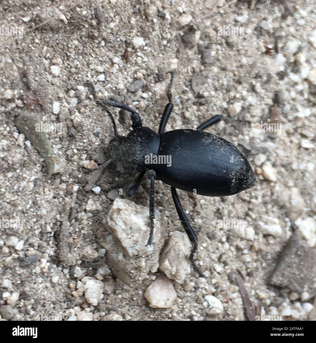 Desert Stink Beetles (Eleodes) Insecta Stock Photo - Alamy