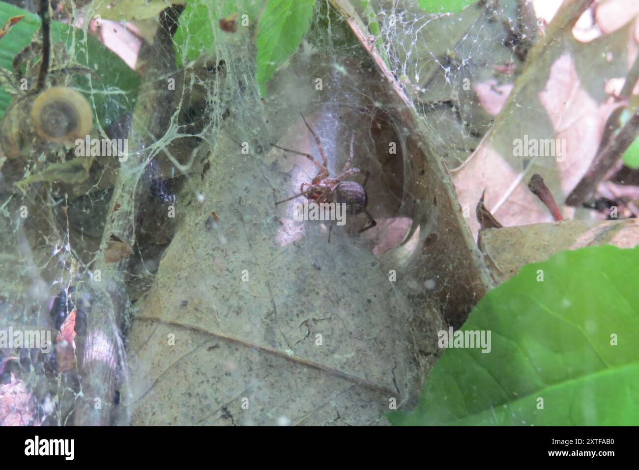 Funnel Weavers (Agelenidae) Arachnida Stock Photo - Alamy