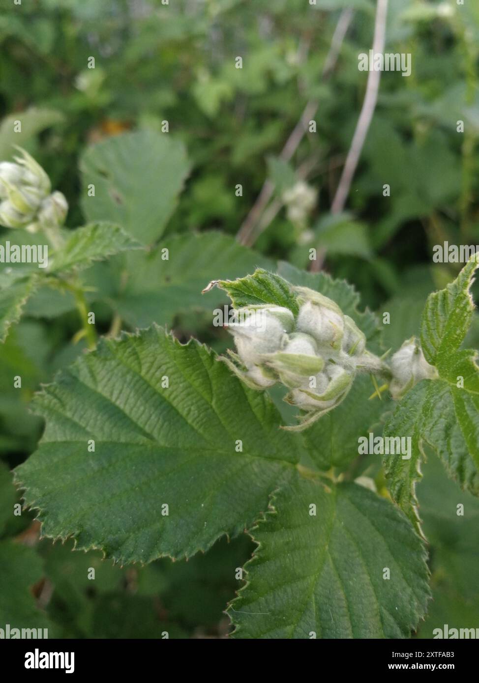 brambles (Rubus) Plantae Stock Photo - Alamy