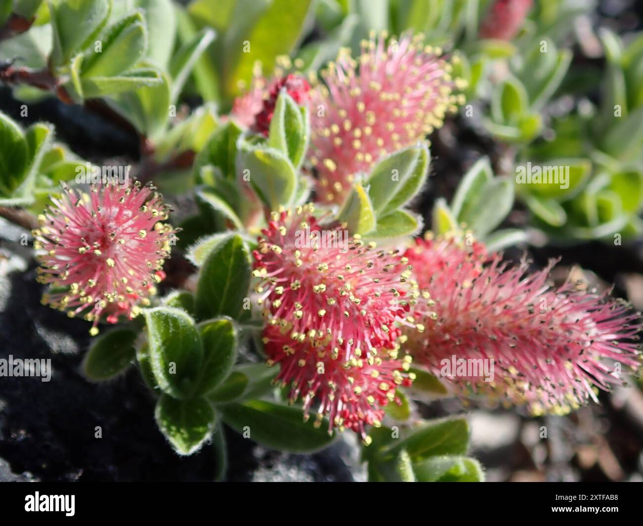 arctic willow (Salix arctica) Plantae Stock Photo - Alamy