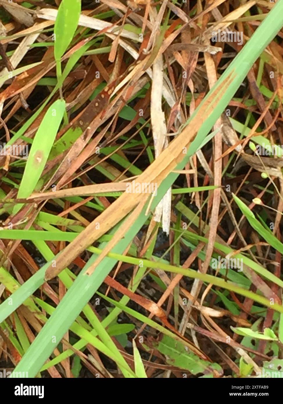 Long-headed Toothpick Grasshopper (Achurum carinatum) Insecta Stock ...