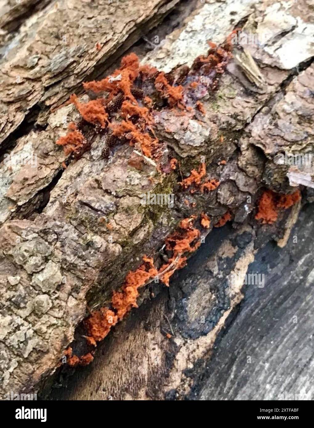 Wasp's Nest Slime Mold (Metatrichia vesparia) Protozoa Stock Photo - Alamy
