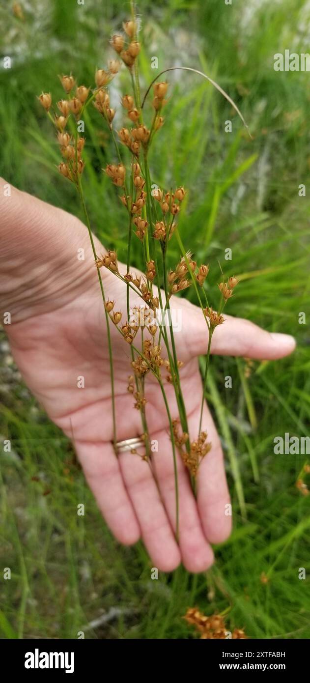 rushes (Juncus) Plantae Stock Photo - Alamy