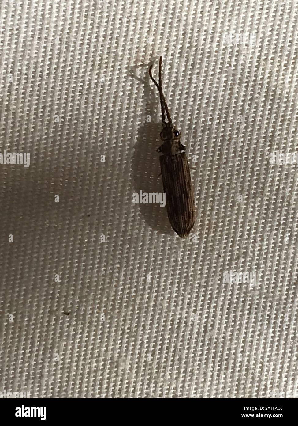 Reticulated beetle hi-res stock photography and images - Alamy