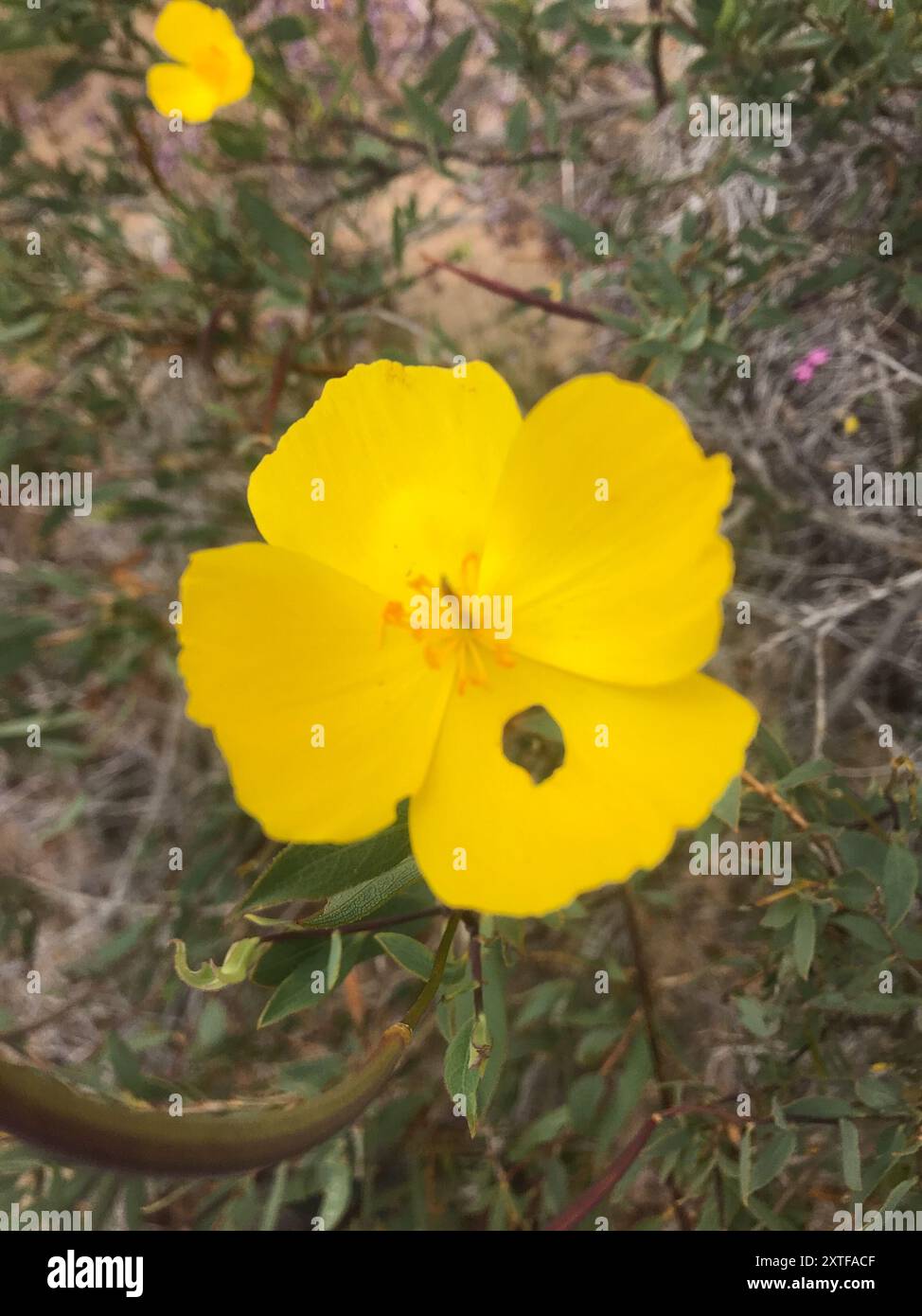 Bush Poppy (Dendromecon rigida) Plantae Stock Photo - Alamy