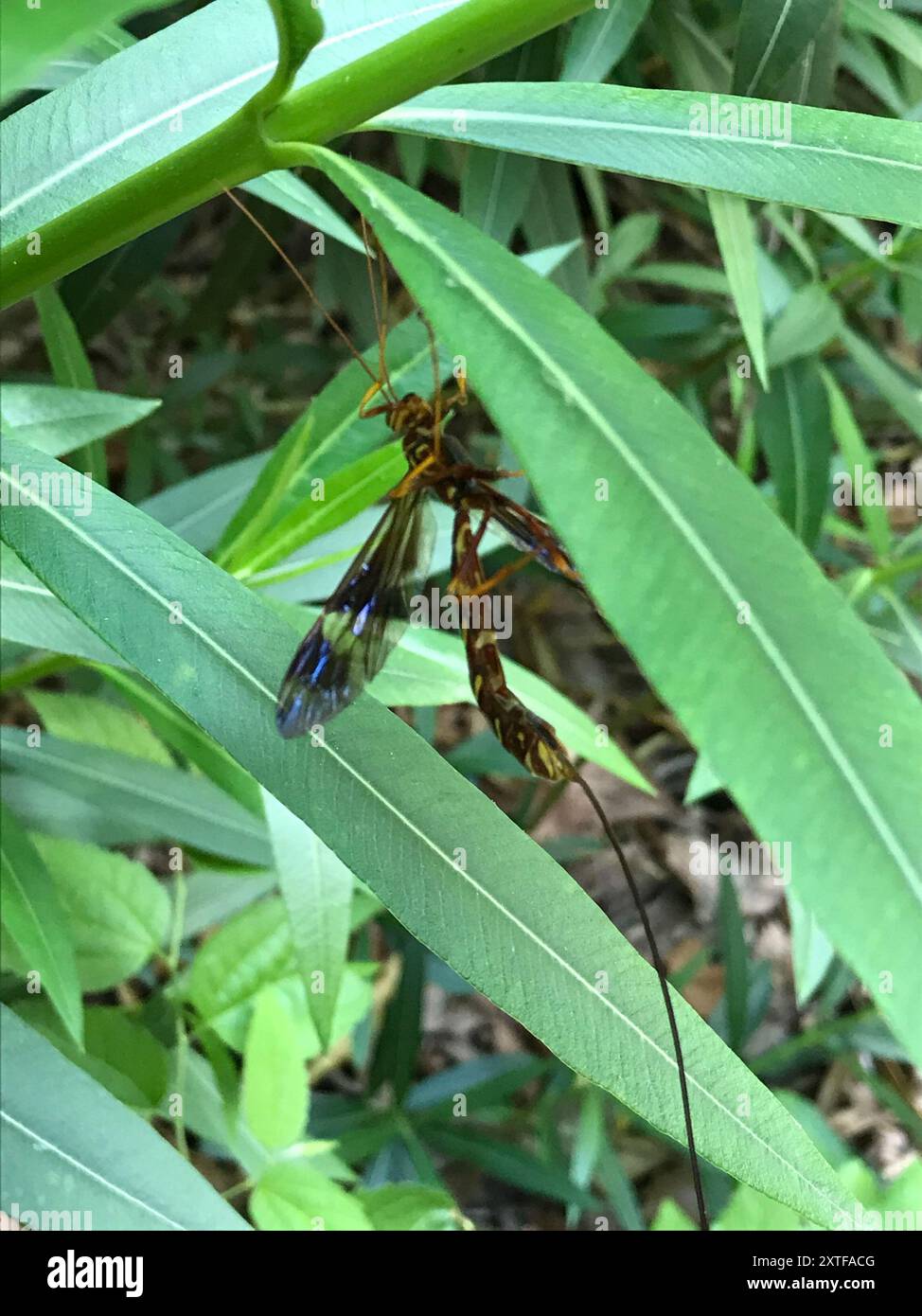 Long-tailed Giant Ichneumonid Wasp (Megarhyssa macrurus) Insecta Stock ...