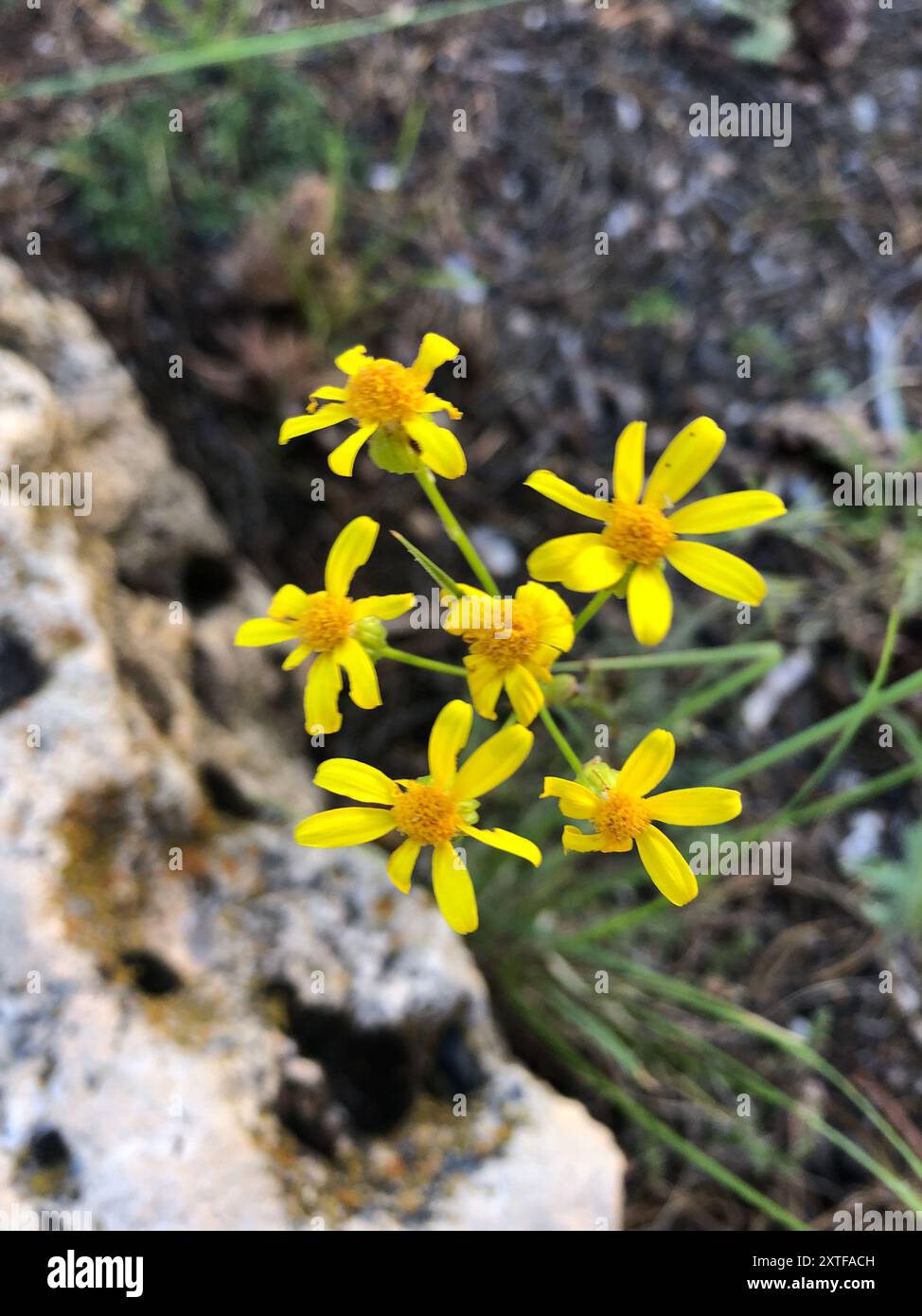 Lobeleaf Groundsel (Packera multilobata) Plantae Stock Photo - Alamy