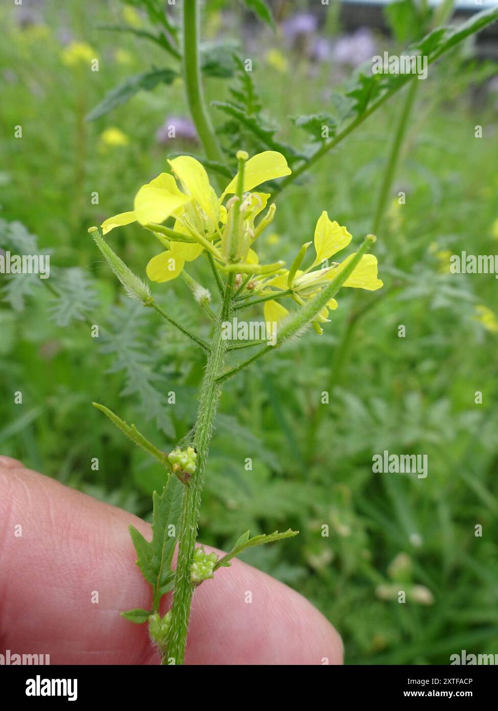 White Mustard (Sinapis alba) Plantae Stock Photo - Alamy