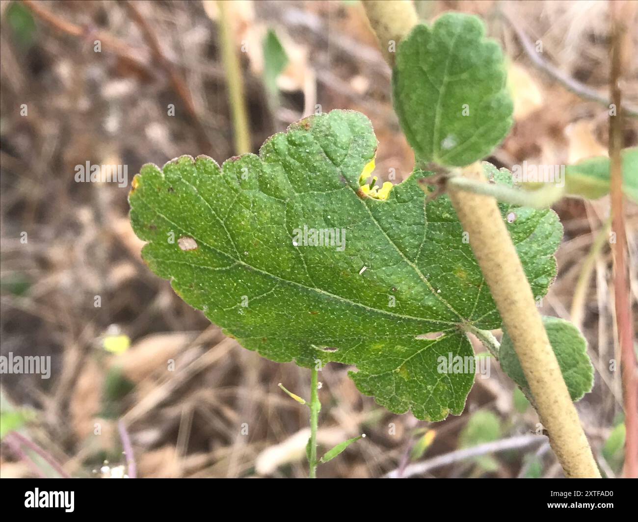 southern coastal bushmallow (Malacothamnus fasciculatus) Plantae Stock ...