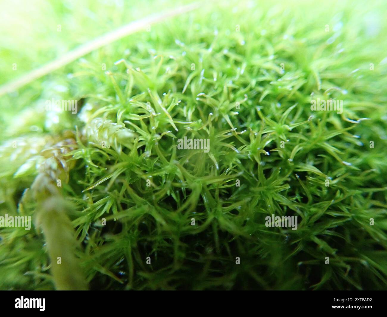 joint-toothed mosses (Bryopsida) Plantae Stock Photo - Alamy