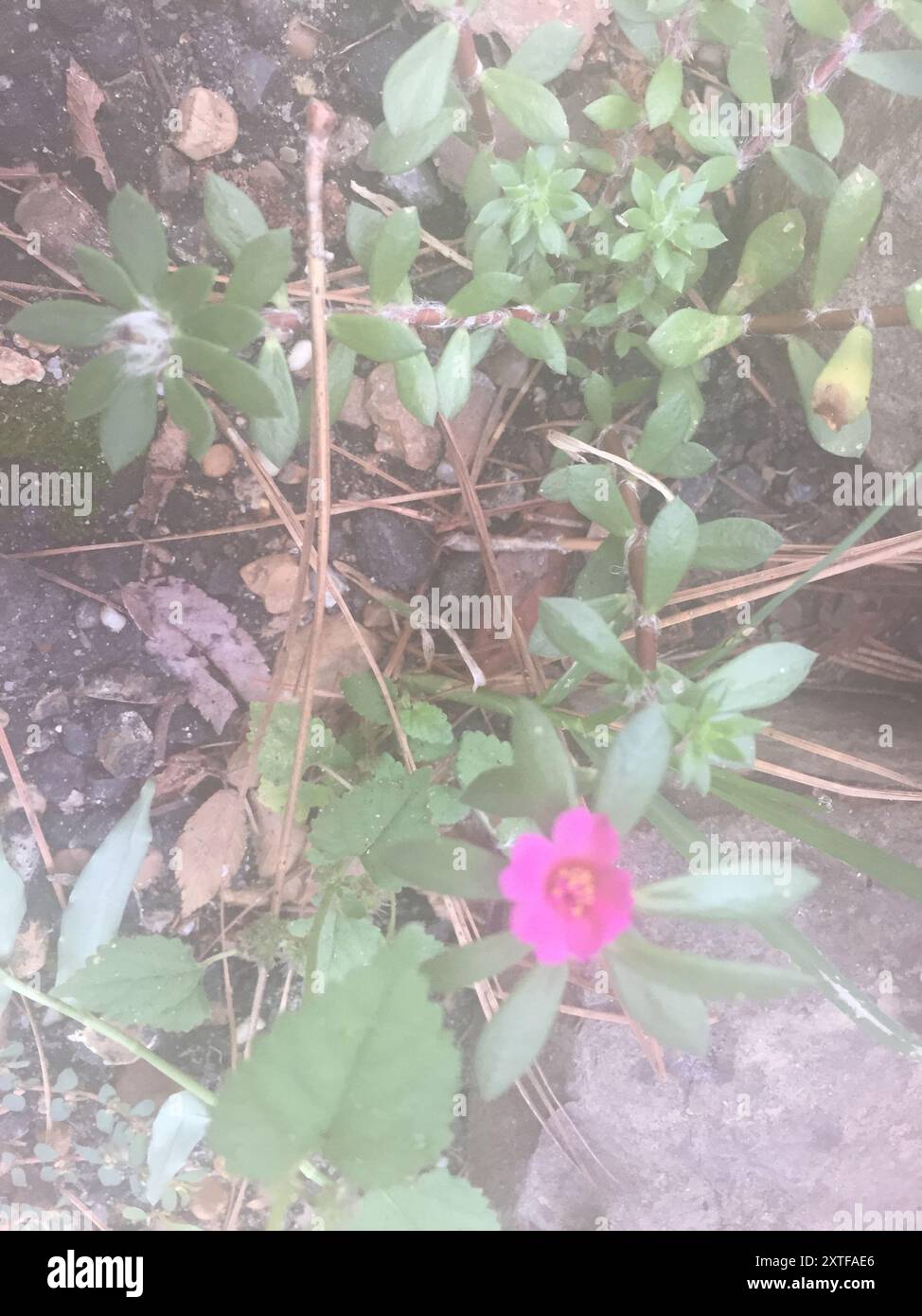Paraguayan Purslane (Portulaca amilis) Plantae Stock Photo - Alamy