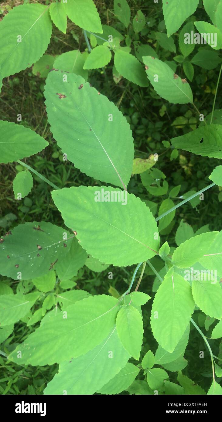 multiflora rose (Rosa multiflora) Plantae Stock Photo - Alamy