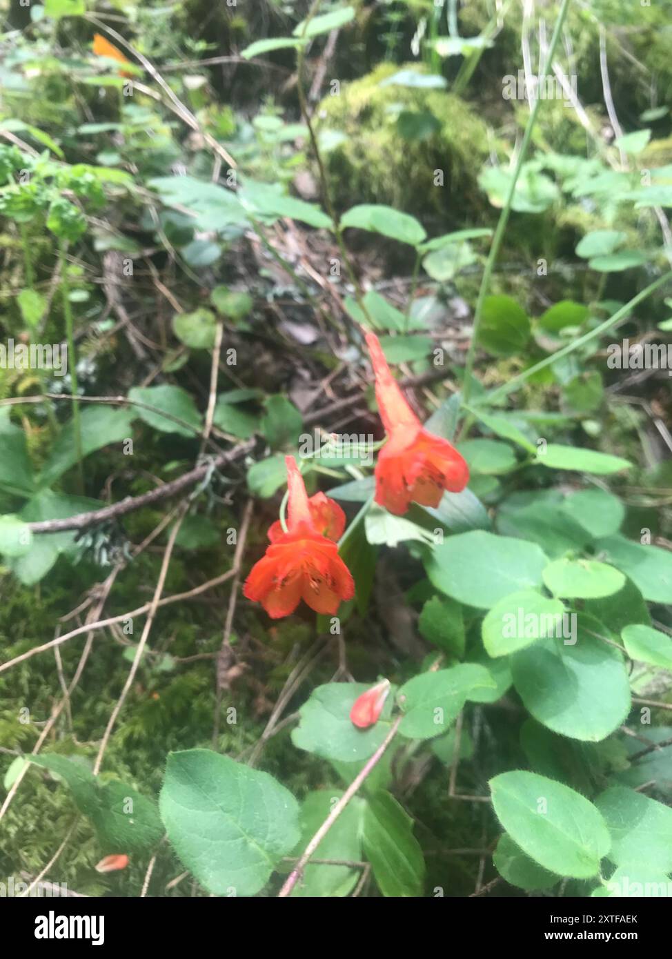 Red larkspur (Delphinium nudicaule) Plantae Stock Photo - Alamy