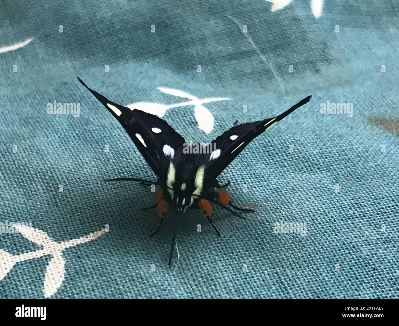 Eight-spotted Forester Moth (Alypia octomaculata) Insecta Stock Photo ...