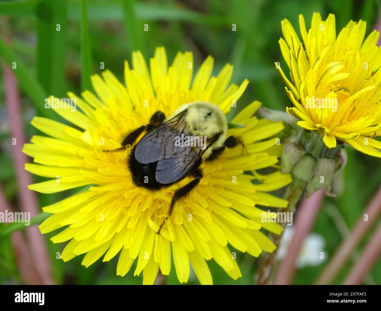 Common Eastern Bumble Bee (Bombus impatiens) Insecta Stock Photo - Alamy