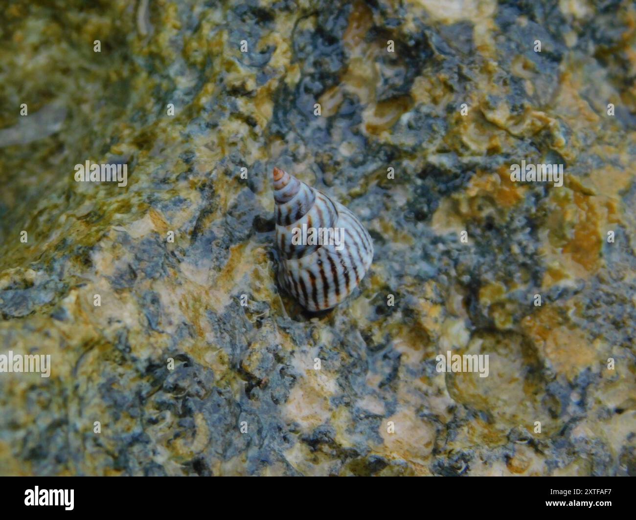 Zebra Periwinkle (Echinolittorina ziczac) Mollusca Stock Photo - Alamy