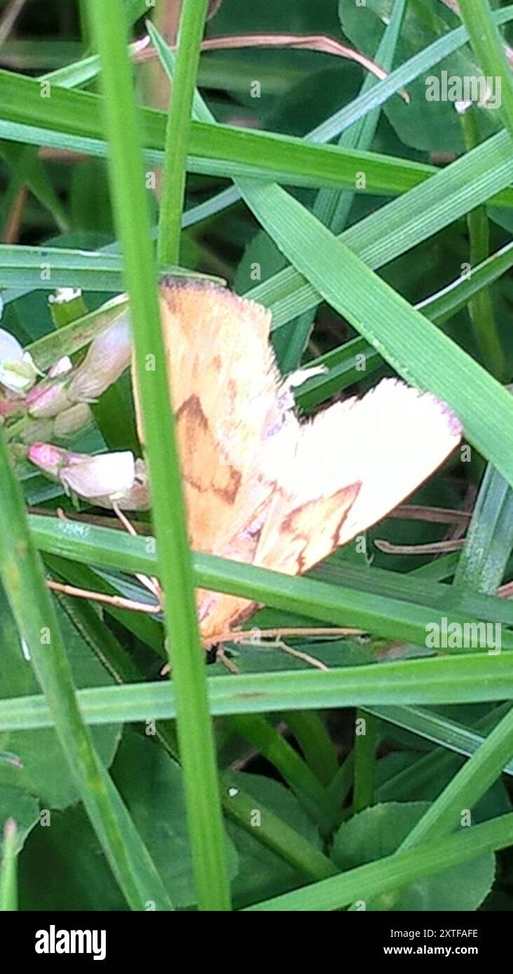 The Spinach (Eulithis mellinata) Insecta Stock Photo - Alamy