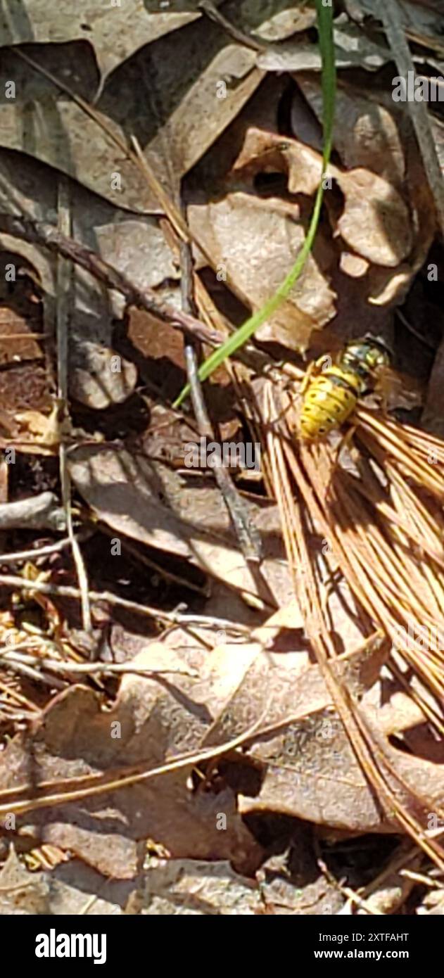 Downy Yellowjacket (Vespula flavopilosa) Insecta Stock Photo - Alamy