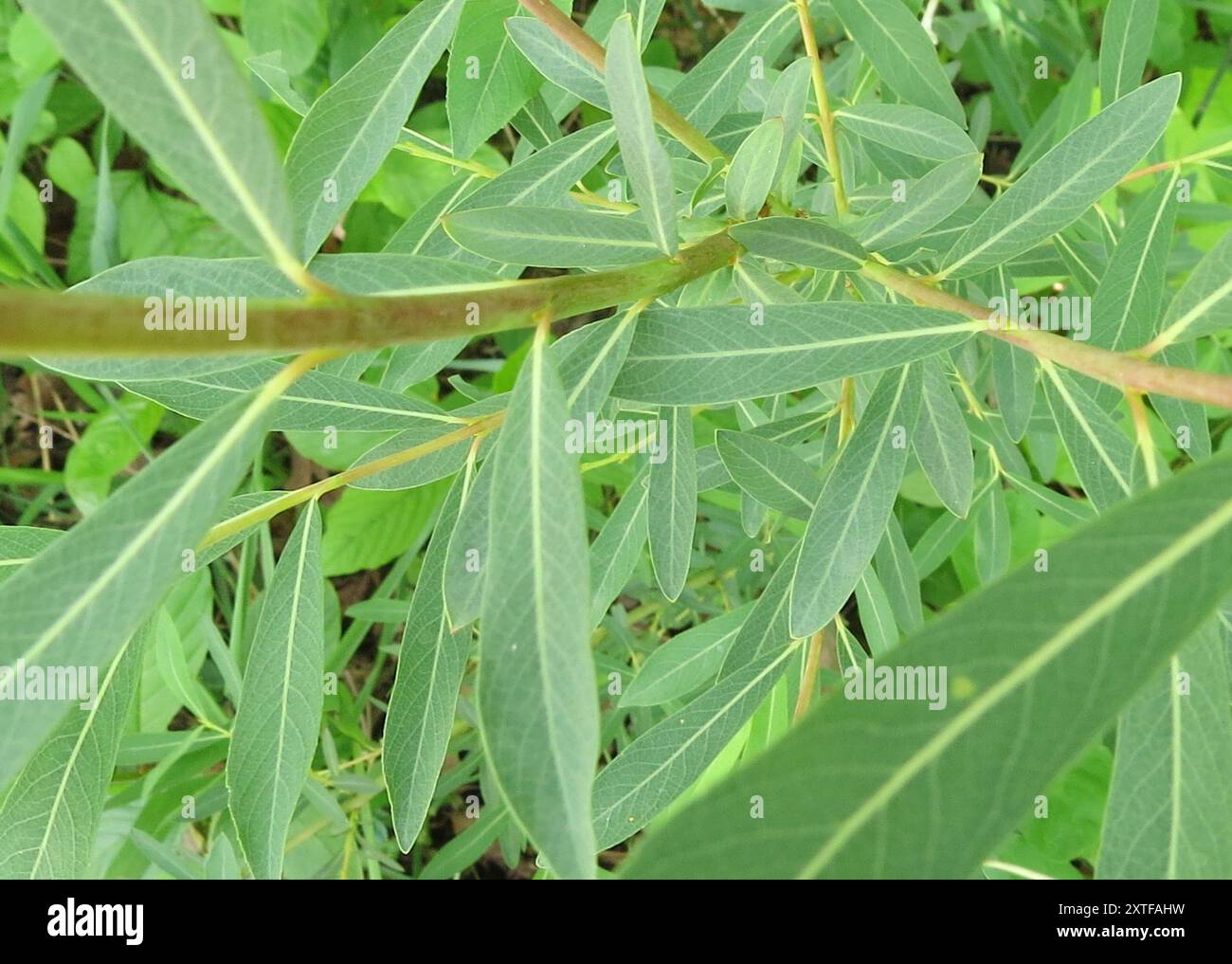 Purple Willow (Salix purpurea) Plantae Stock Photo - Alamy