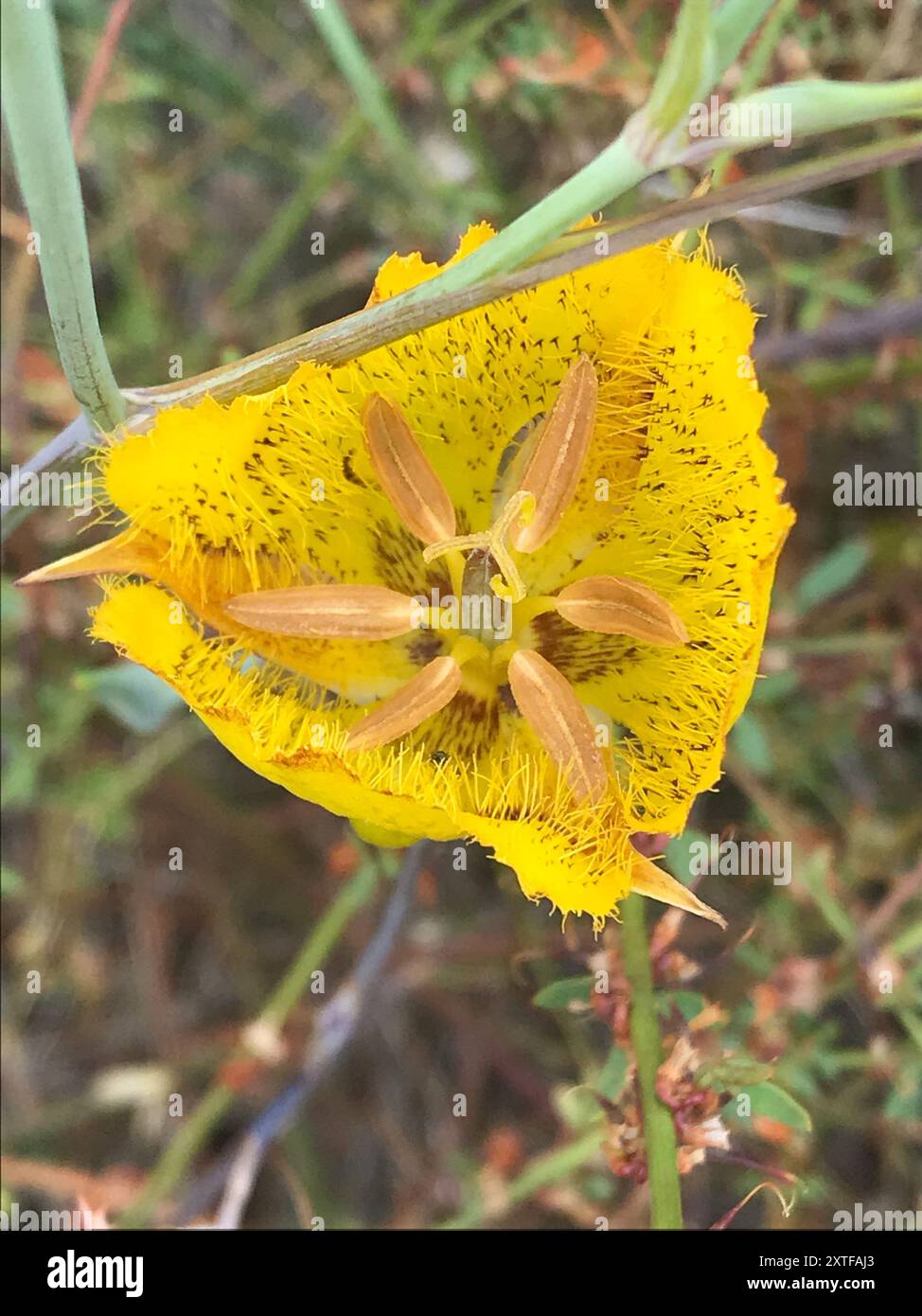 Weed's Mariposa Lily (Calochortus weedii) Plantae Stock Photo - Alamy