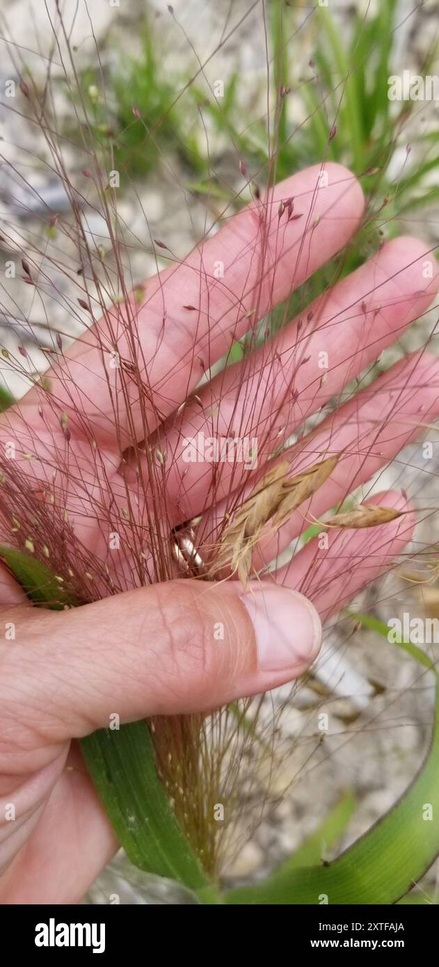 witch grass (Panicum capillare) Plantae Stock Photo - Alamy
