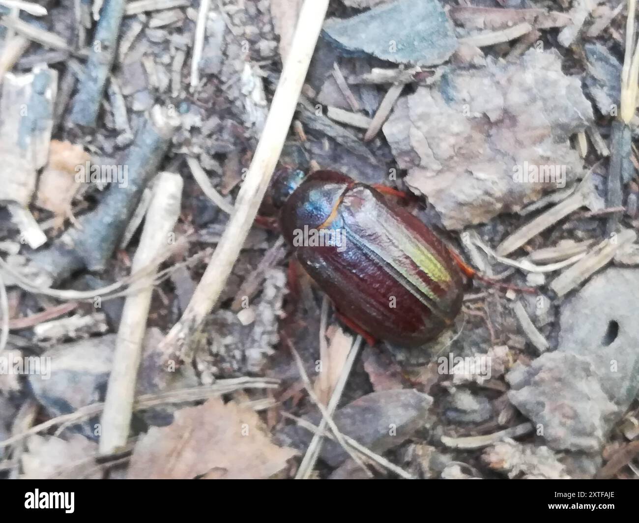 May Beetles (Phyllophaga) Insecta Stock Photo - Alamy