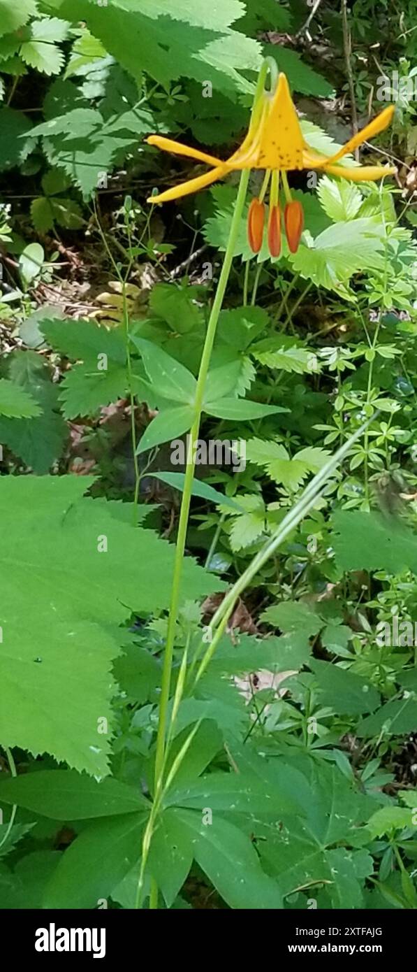 Columbia lily (Lilium columbianum) Plantae Stock Photo - Alamy