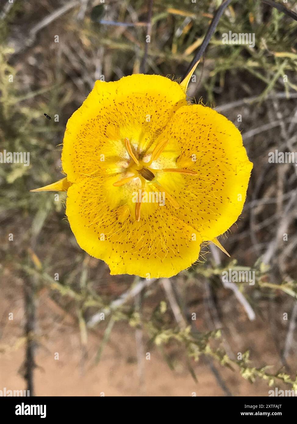 Weed's Mariposa Lily (Calochortus weedii) Plantae Stock Photo - Alamy