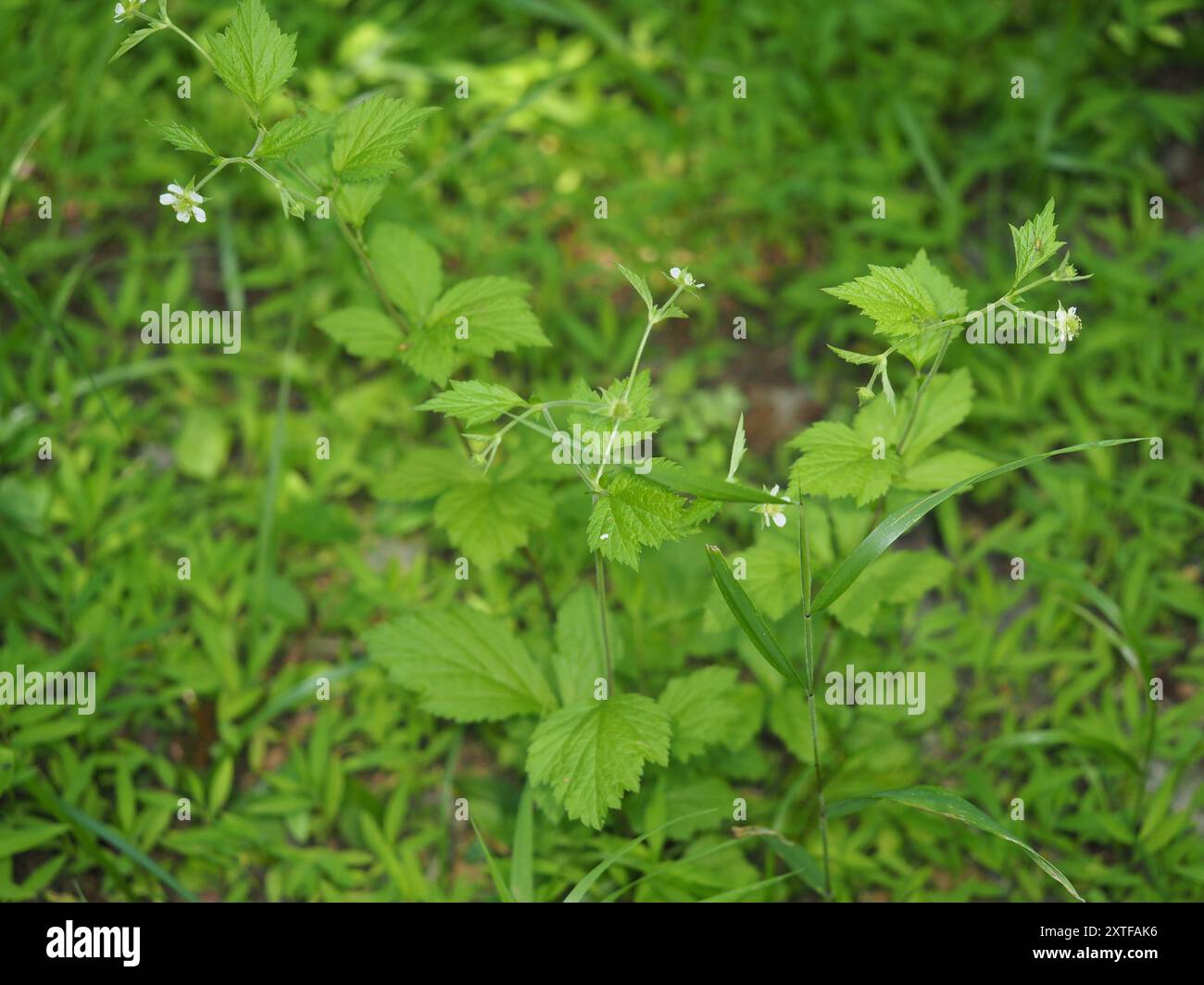 white avens (Geum canadense) Plantae Stock Photo - Alamy
