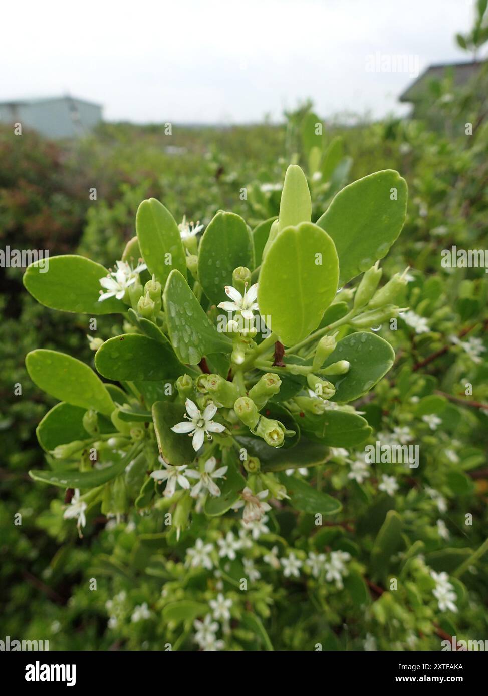 White-flowered black mangrove (Lumnitzera racemosa) Plantae Stock Photo ...