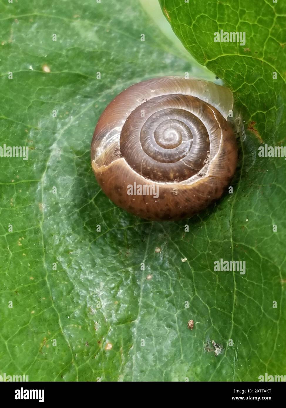 White-lip Globe Snail (Mesodon thyroidus) Mollusca Stock Photo - Alamy
