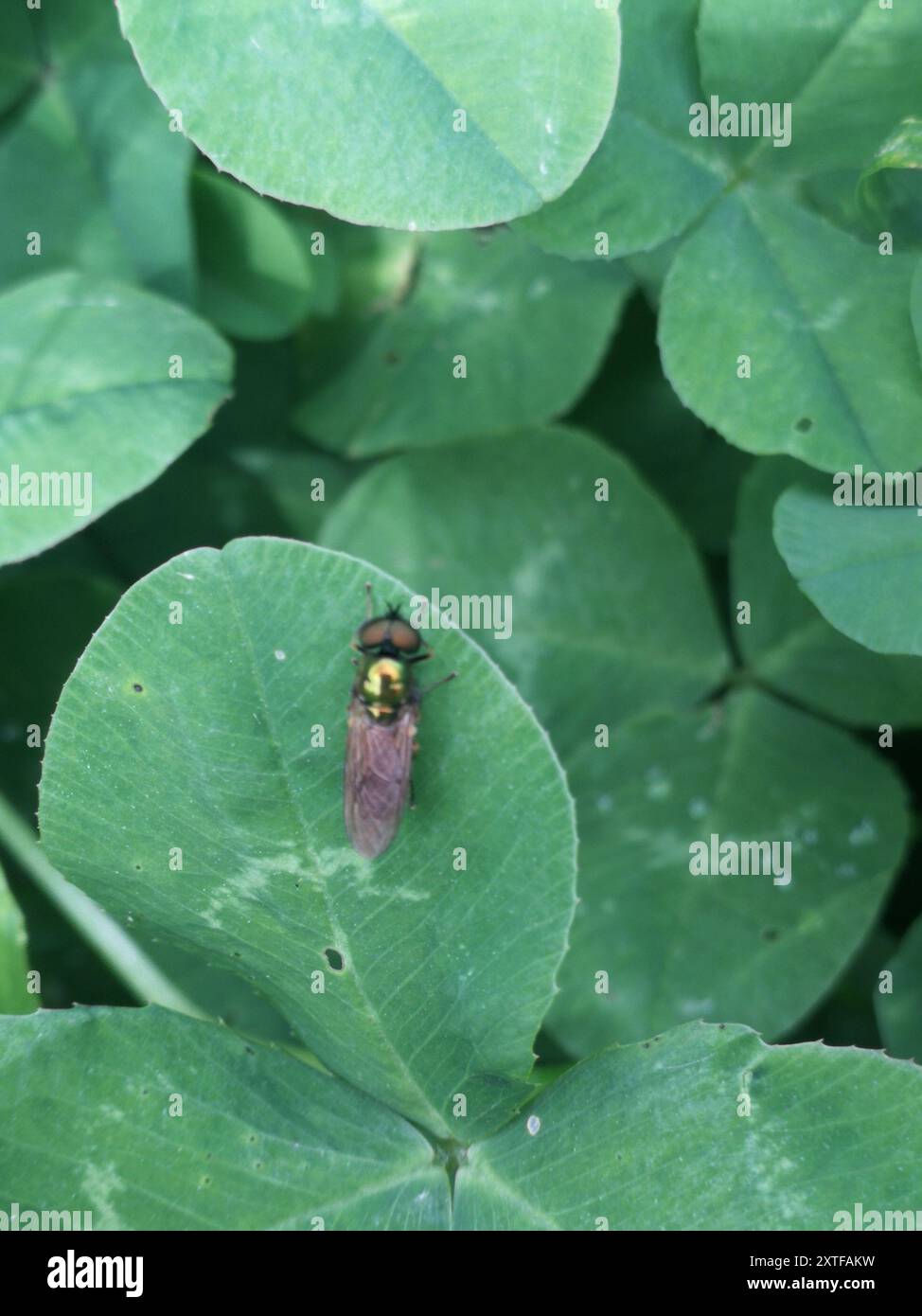Broad Centurion Fly (Chloromyia formosa) Insecta Stock Photo - Alamy
