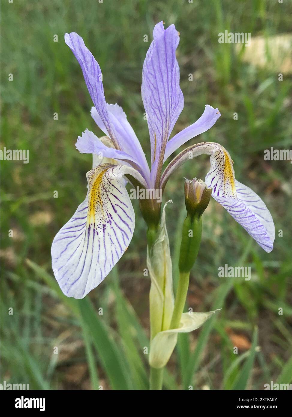 western blue flag (Iris missouriensis) Plantae Stock Photo - Alamy