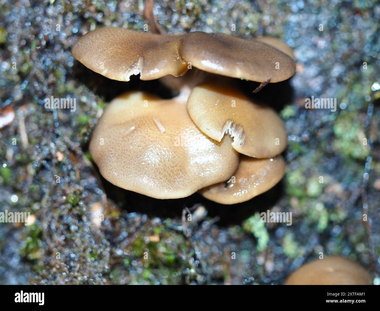 (Pleurotus purpureo-olivaceus) Fungi Stock Photo - Alamy