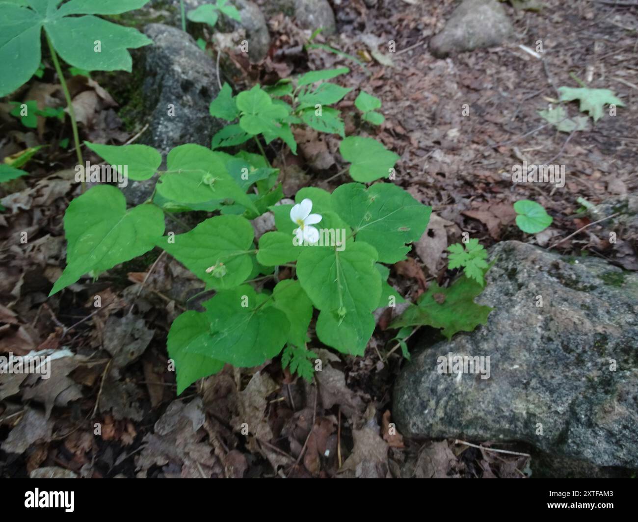 Canada Violet (Viola canadensis) Plantae Stock Photo - Alamy