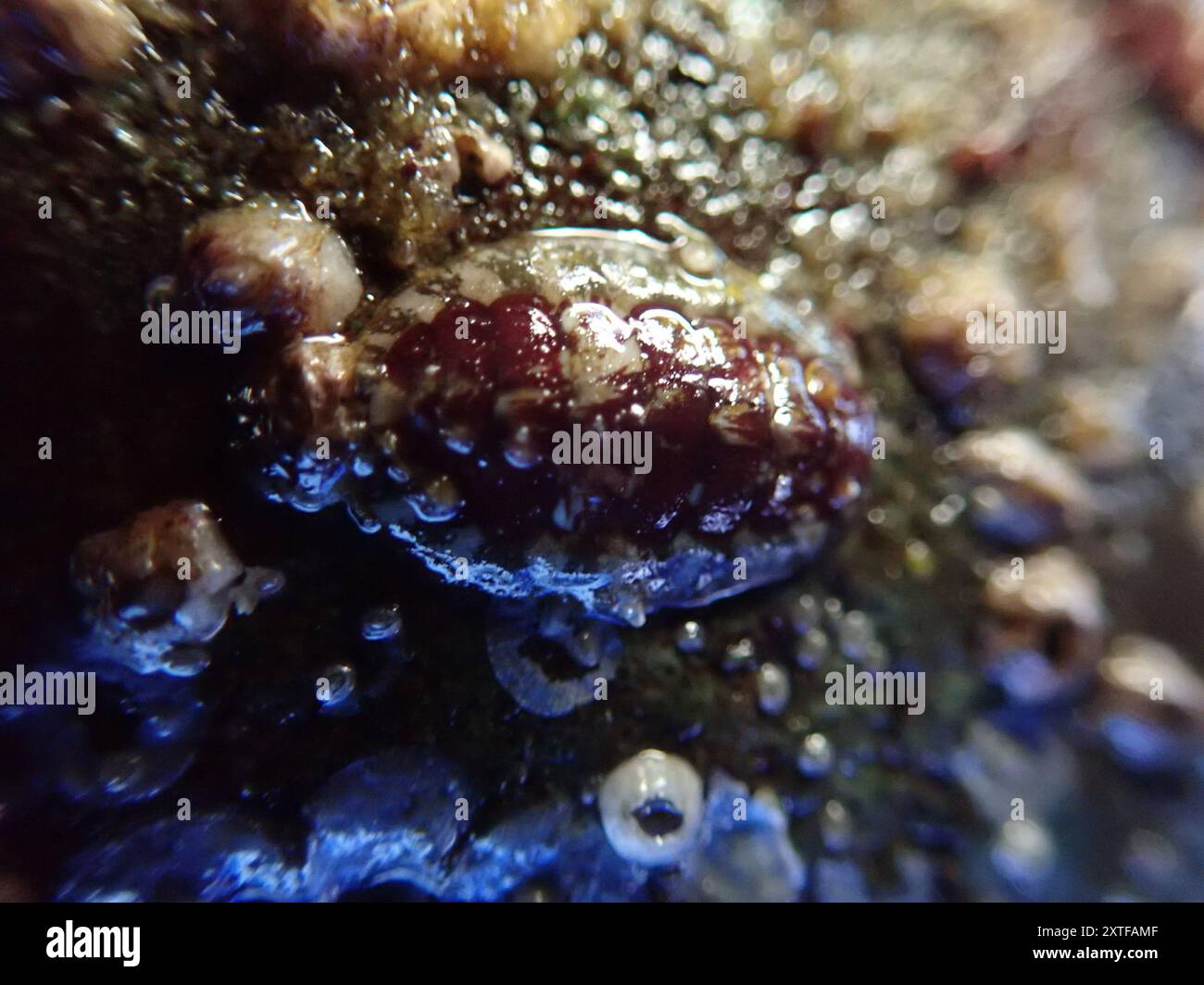 Chitons (Polyplacophora) Mollusca Stock Photo - Alamy