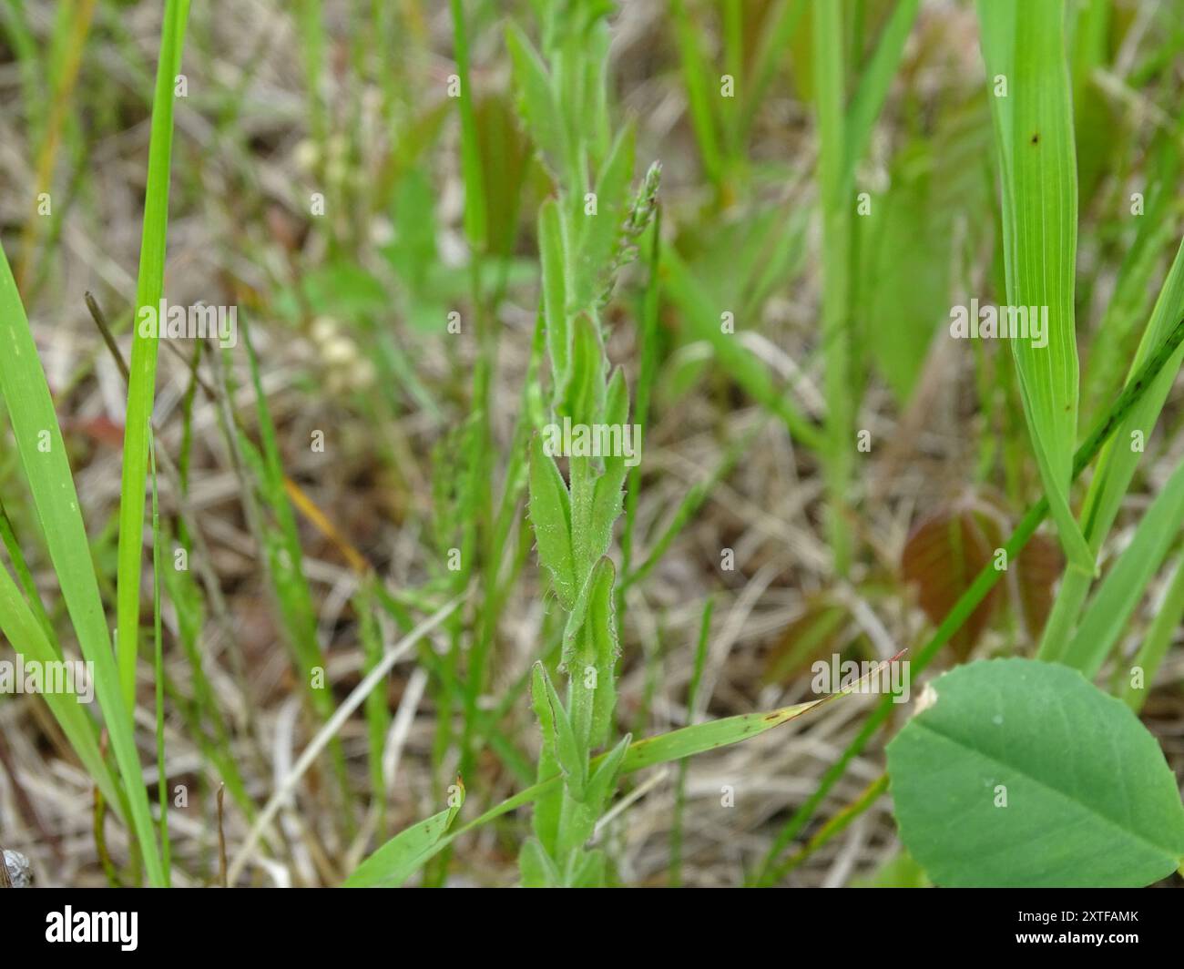 field peppergrass (Lepidium campestre) Plantae Stock Photo - Alamy