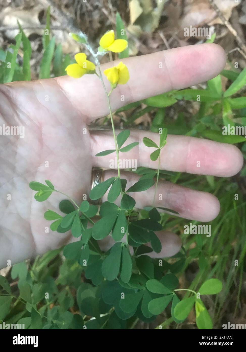 eastern wild indigo (Baptisia tinctoria) Plantae Stock Photo - Alamy