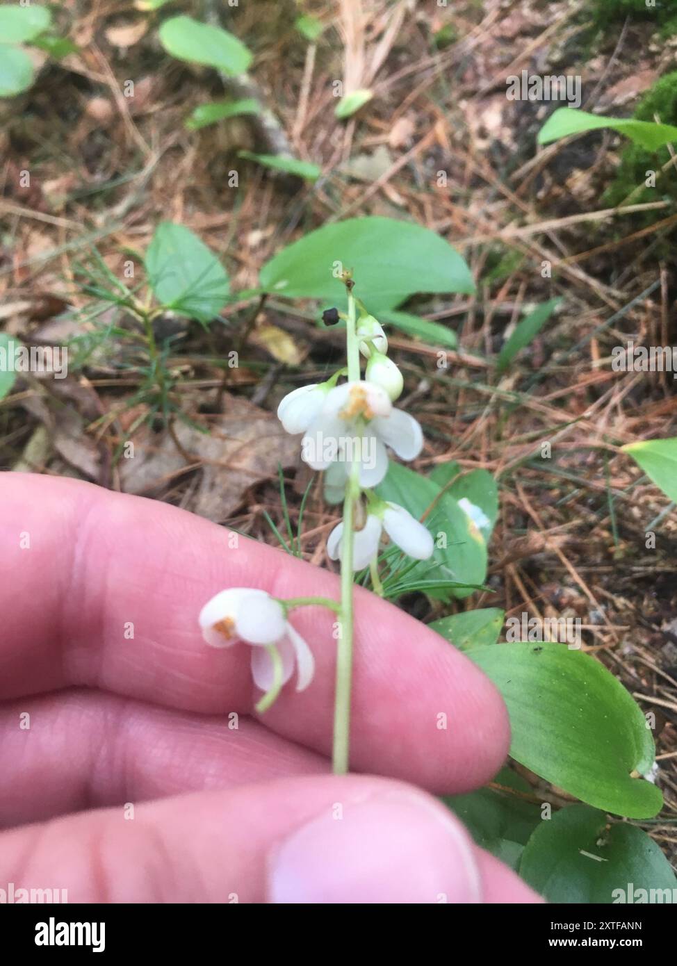 shinleaf (Pyrola elliptica) Plantae Stock Photo - Alamy