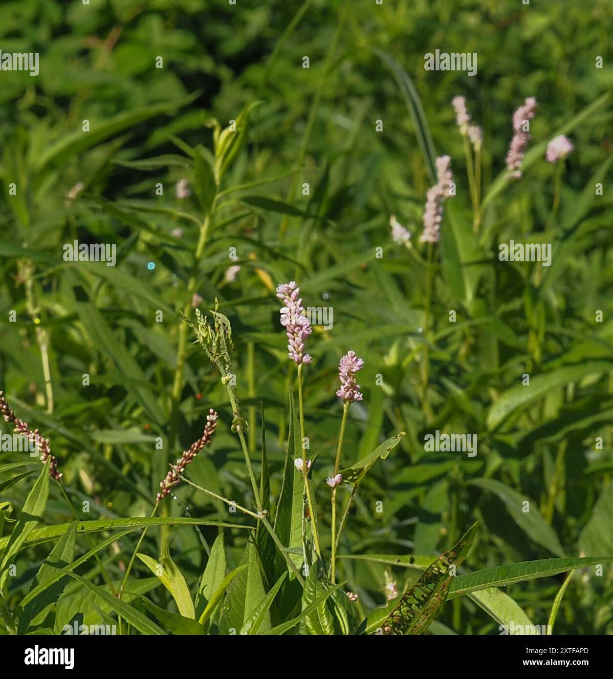 pale smartweed (Persicaria lapathifolia) Plantae Stock Photo - Alamy