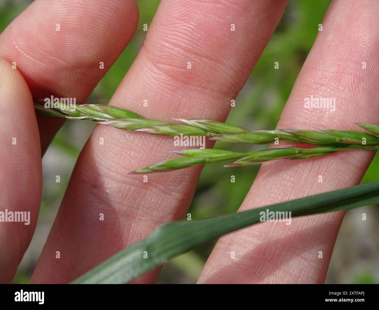 tall fescue (Lolium arundinaceum) Plantae Stock Photo - Alamy