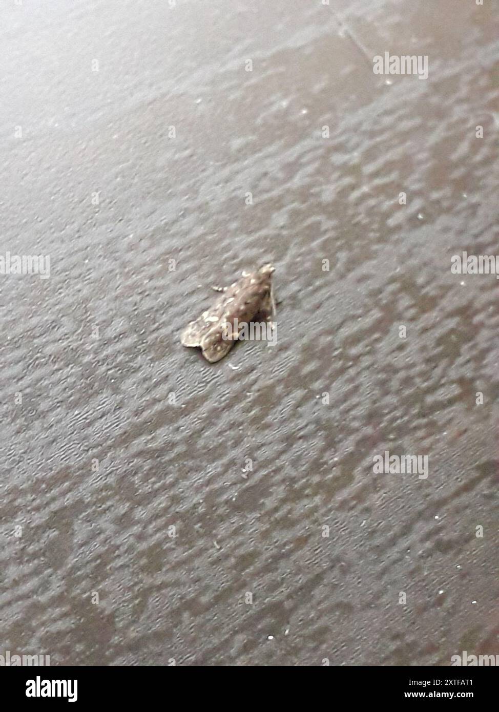Dark Groundling (Bryotropha affinis) Insecta Stock Photo - Alamy