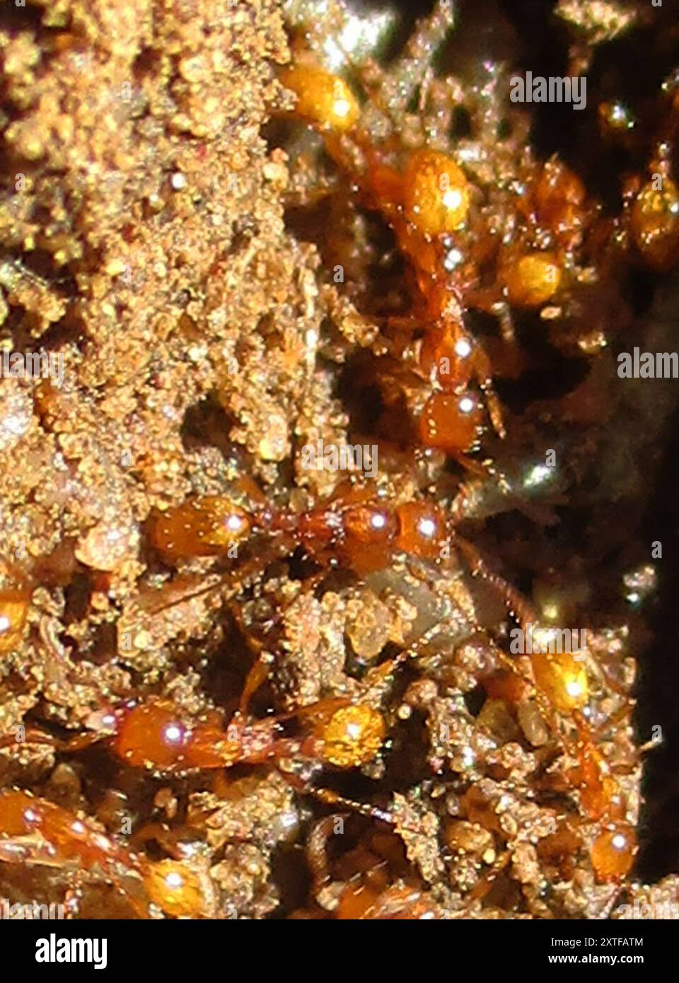 Golden Raider ant (Aenictus rotundatus) Insecta Stock Photo - Alamy