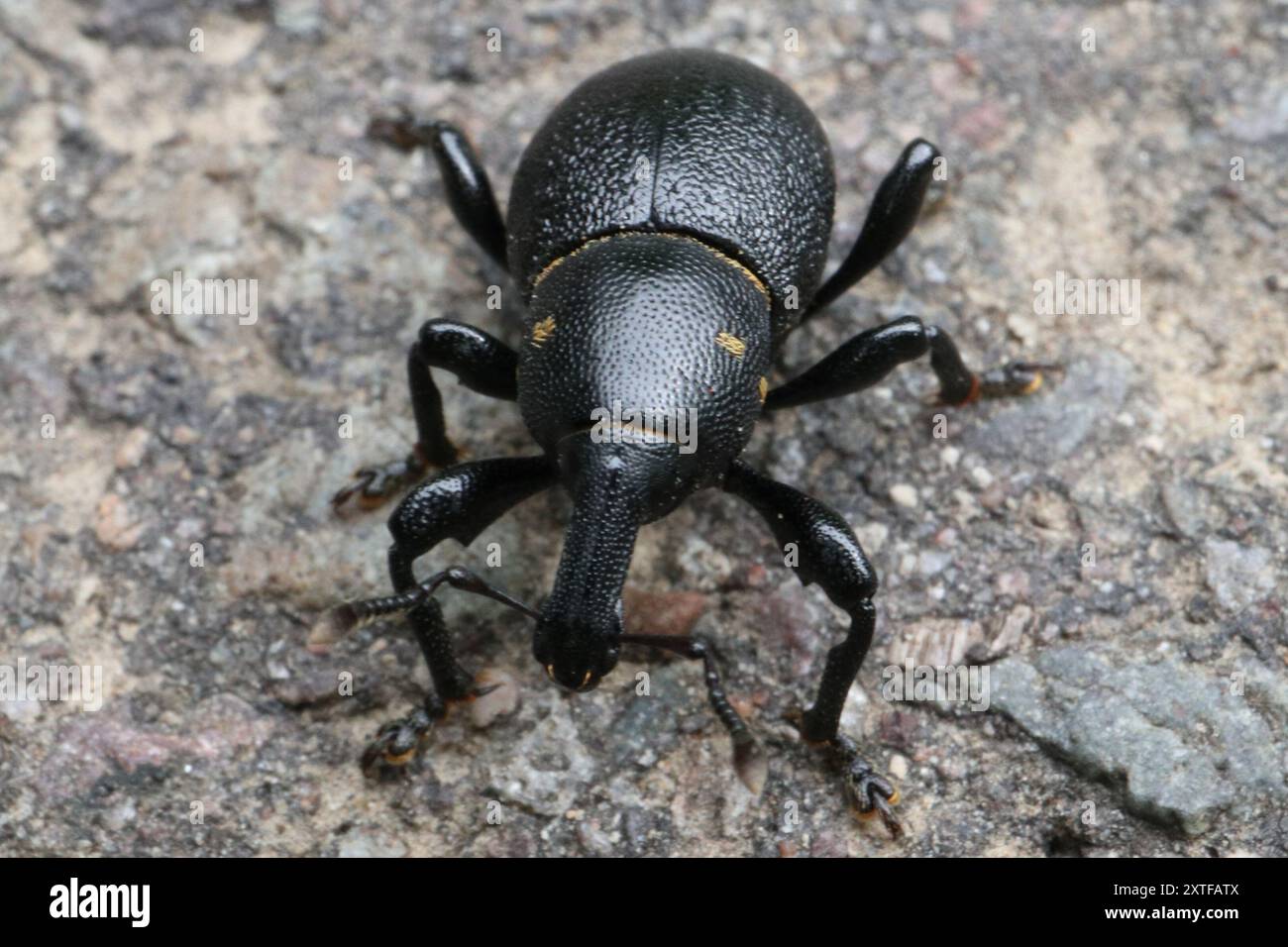 (Liparus coronatus) Insecta Stock Photo - Alamy