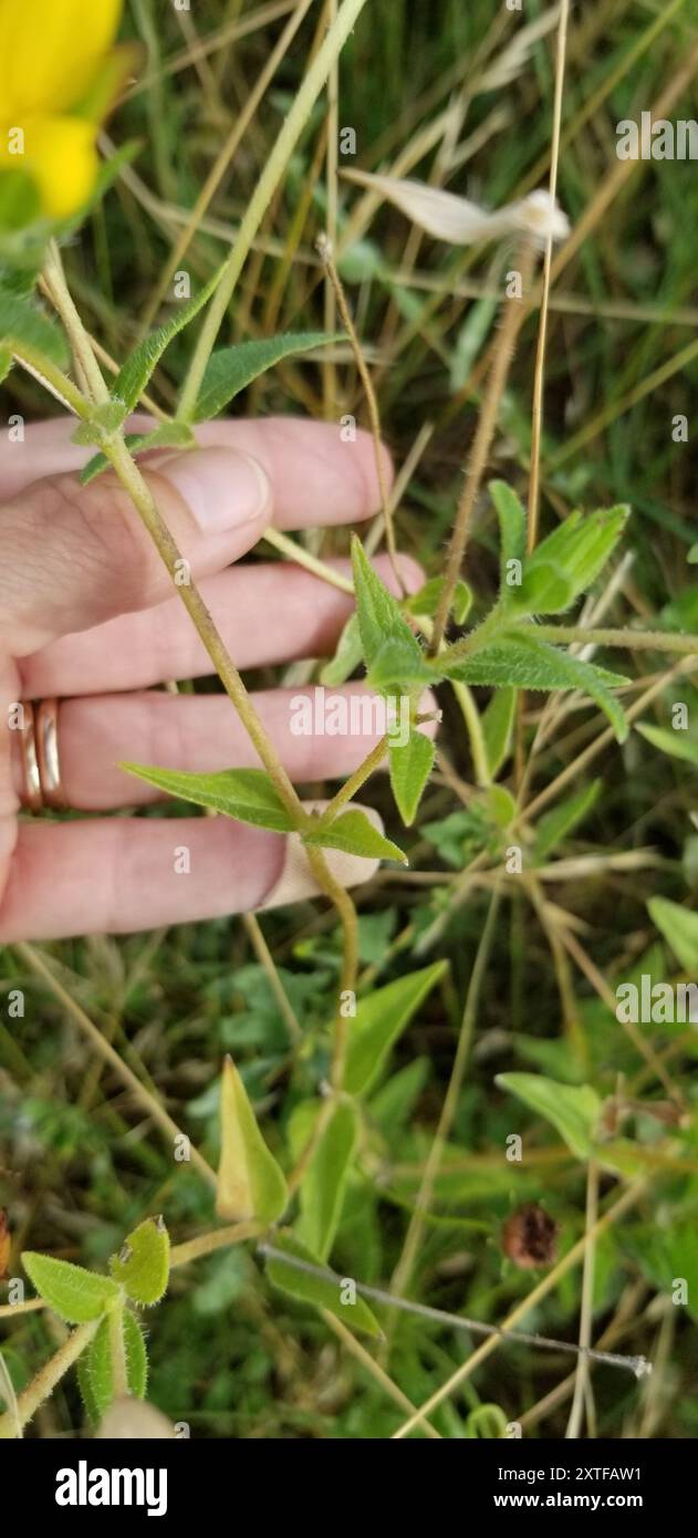 Texas yellow star (Lindheimera texana) Plantae Stock Photo - Alamy